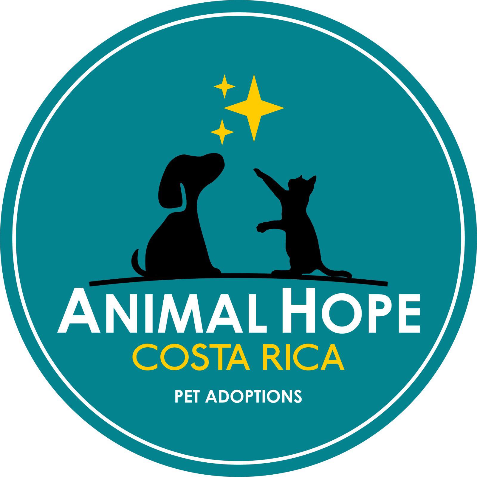 Carta abierta desde el corazón del rescate felino con Animal Hope – Oh ...